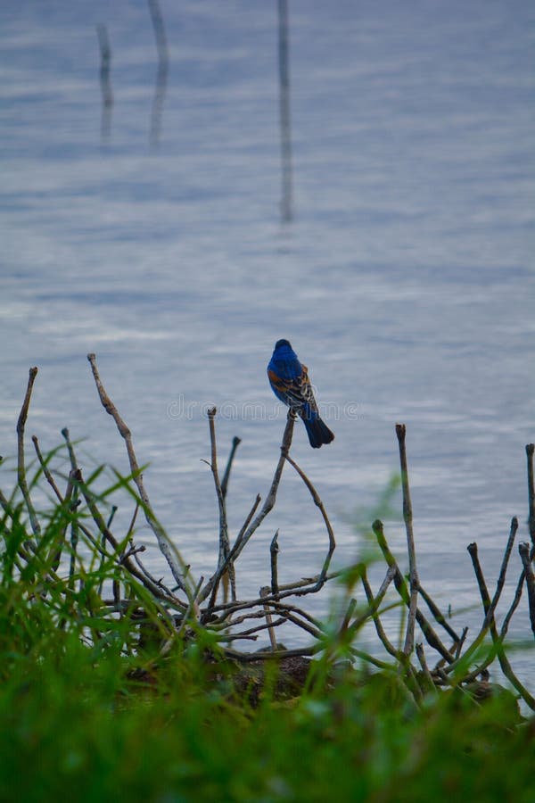 Selective of a Blue Grosbeak (Passerina Caerulea) on a Branch by the ...