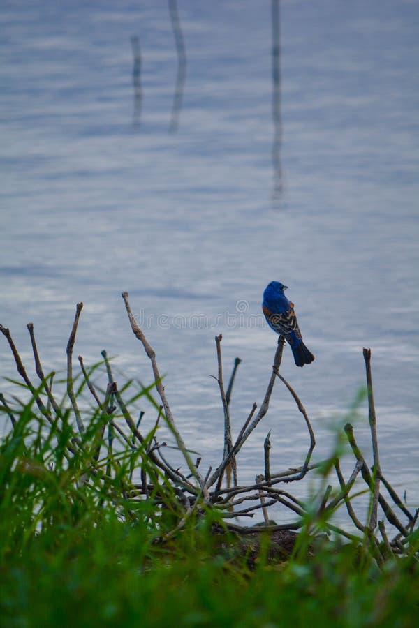 Selective of a Blue Grosbeak (Passerina Caerulea) on a Branch by the ...