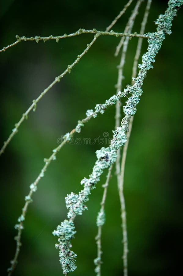 Selective of a Branch with Sprouts Stock Photo - Image of beauty ...