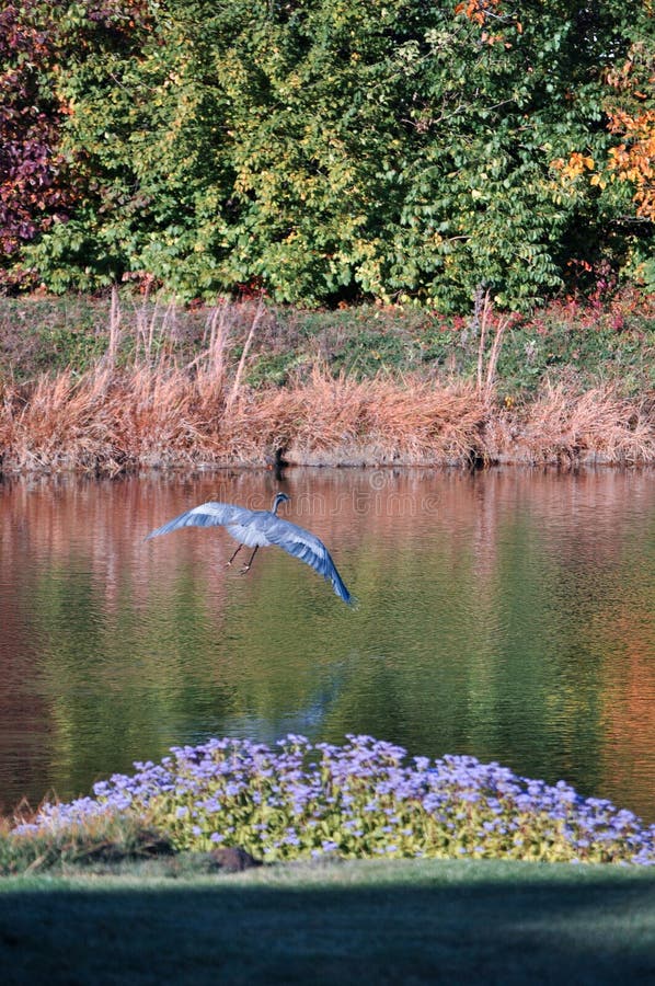 Selective of a Brolga Crane Flying Over the Water Stock Photo - Image ...