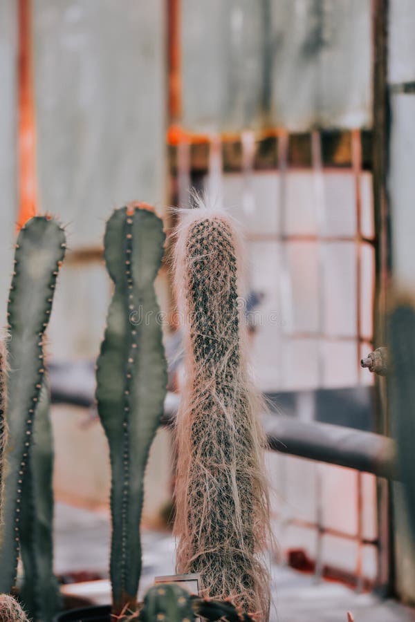 Selective of Cactus in the Botanical Garden in Iasi, Romania Stock ...