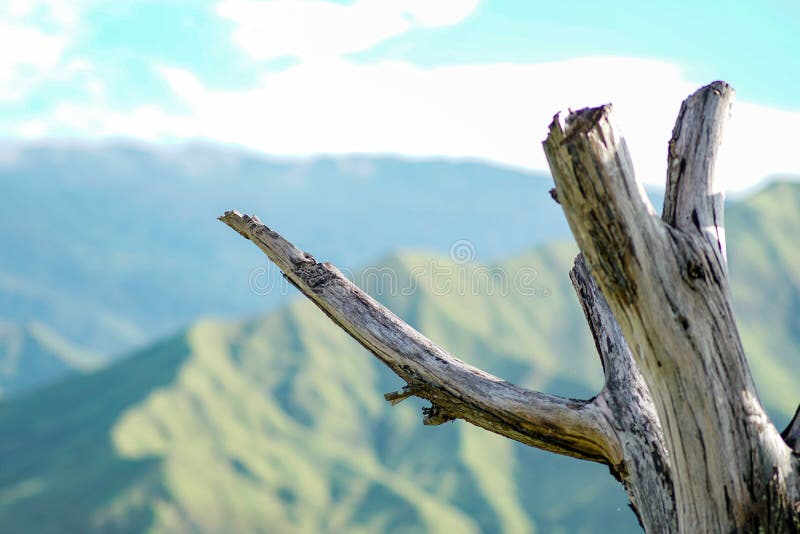Selective Close-up of a Dead Tree Branch in a Sunny Day Stock Photo ...