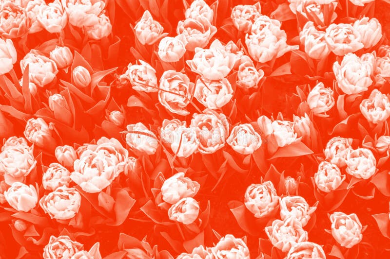 Selective Close Up Top View of White Color Tulips in the Red Background ...