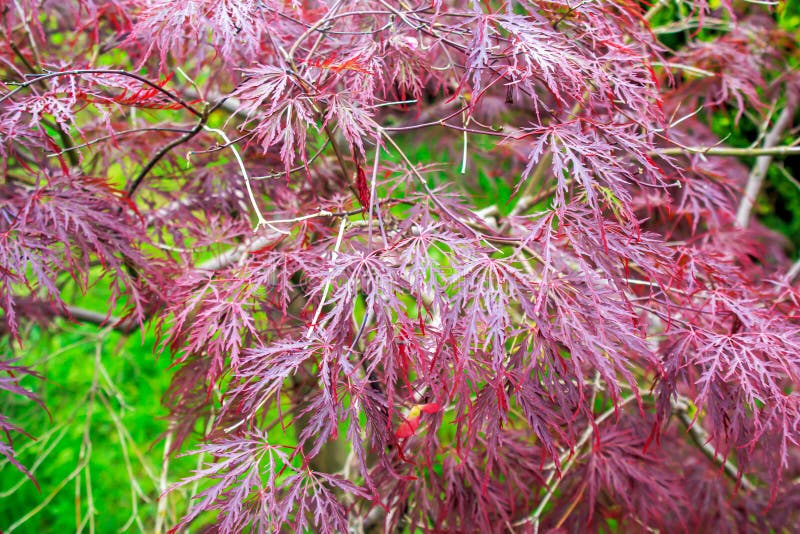Selective Close Up View of Red Color Leaves of the Tree and Green ...