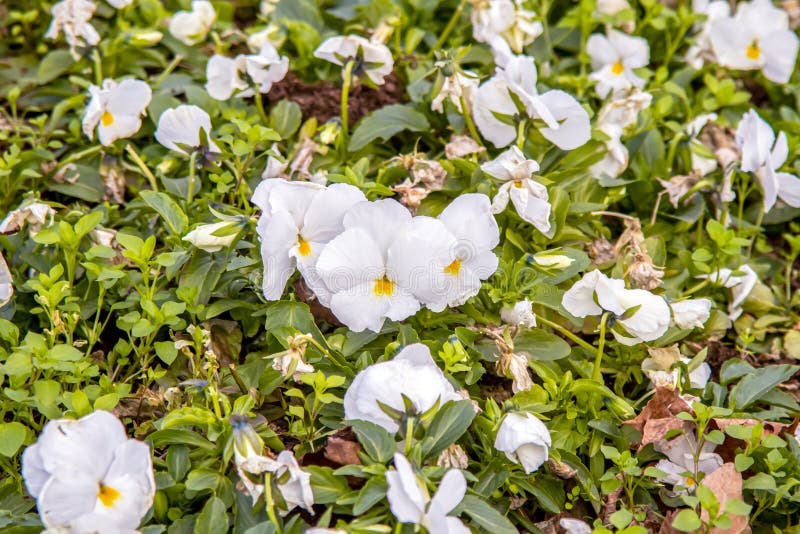 Selective Close Up View of White Blooming Violets in the Meadow in the ...