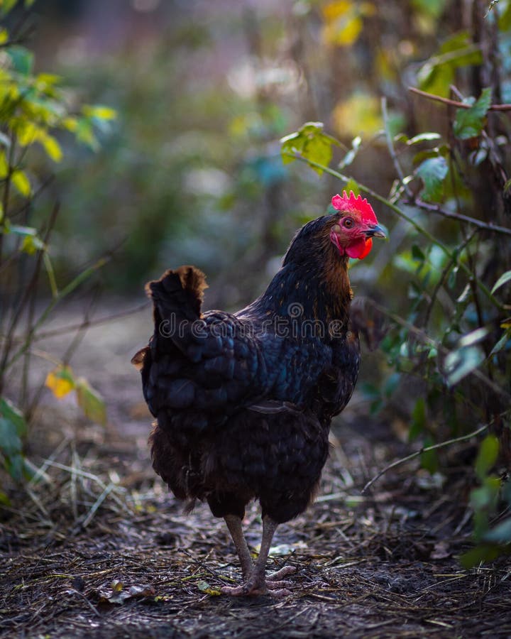 Selective Closeup of a Black Hen in the Yard Stock Photo - Image of ...