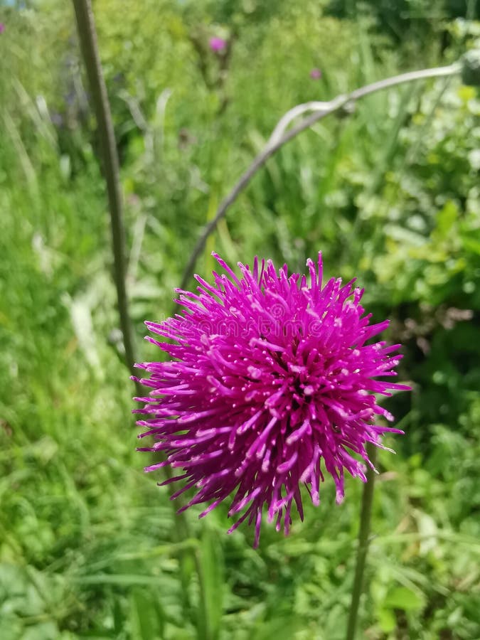 Selective Closeup of a Bright Red Scabious (Knautia Macedonica) in a ...