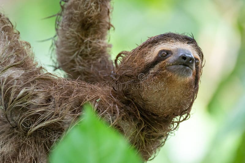 Selective Closeup of a Cute Sloth Hanging on a Tree Stock Photo - Image ...