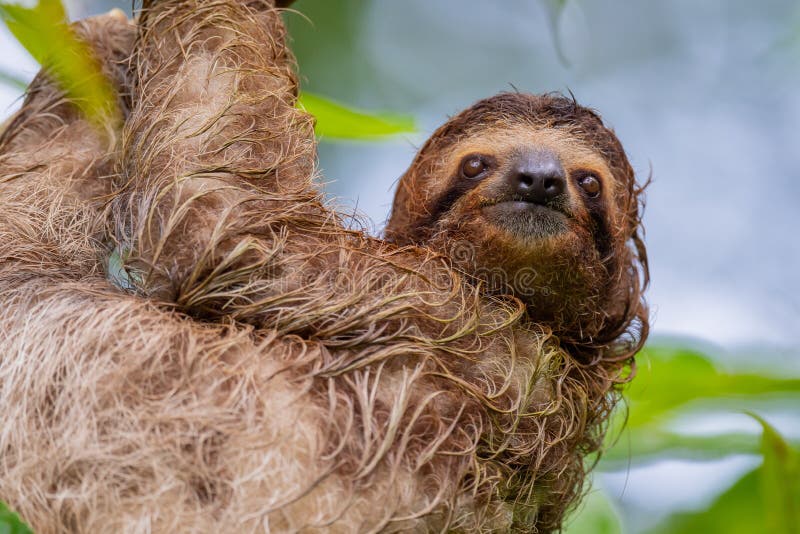 Selective Closeup of a Cute Sloth Hanging on a Tree Stock Image - Image ...