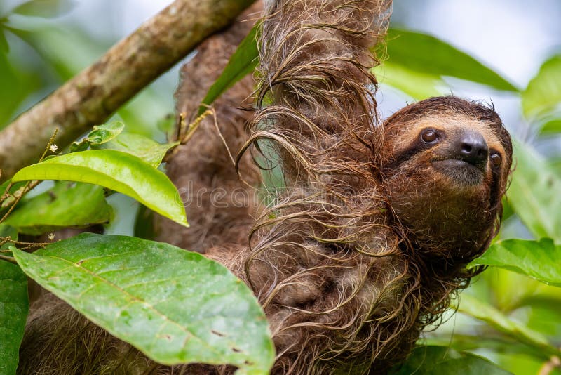 Selective Closeup of a Cute Sloth Hanging on a Tree Stock Photo - Image ...