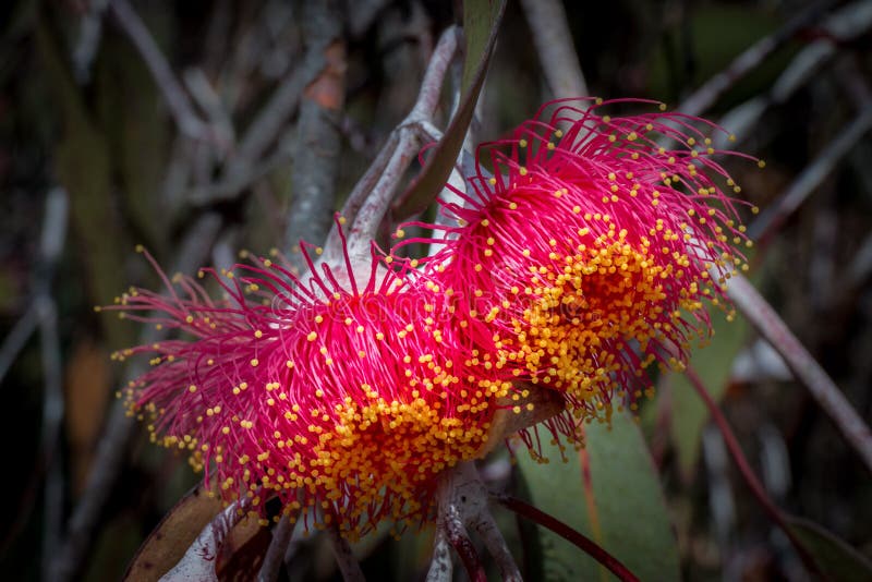 Selective Closeup of Eucalyptus Torquata Stock Image - Image of summer ...