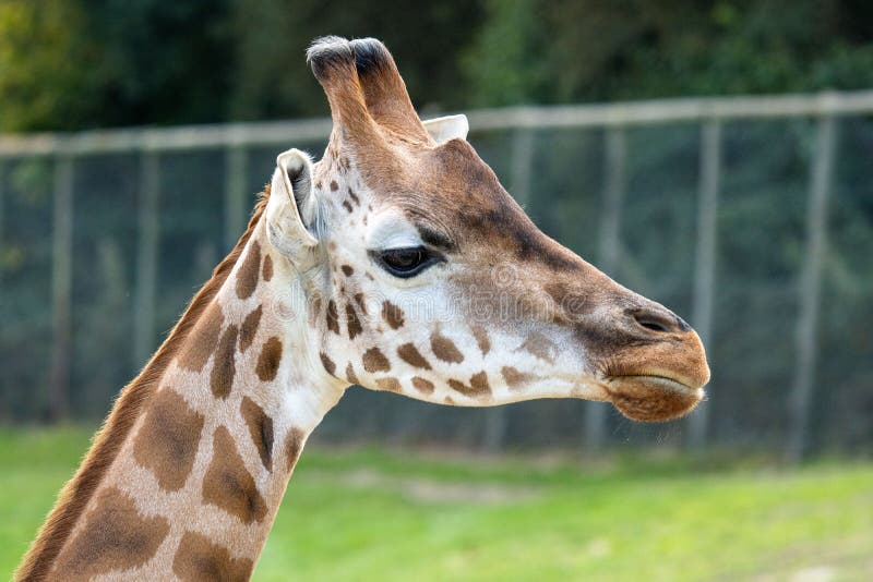 Selective Closeup Focus of a Giraffe (Giraffa) with Beautiful Coat ...