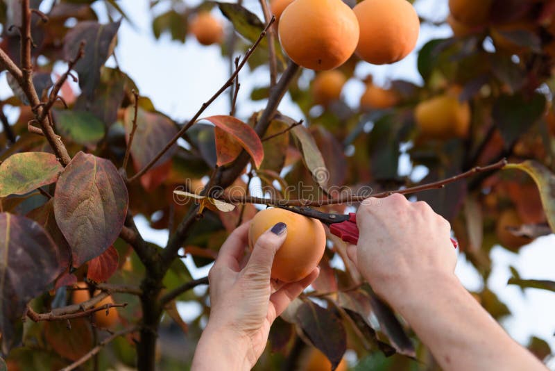 Selective Closeup Focus of Hands Picking Orange Persimmons with Garden ...