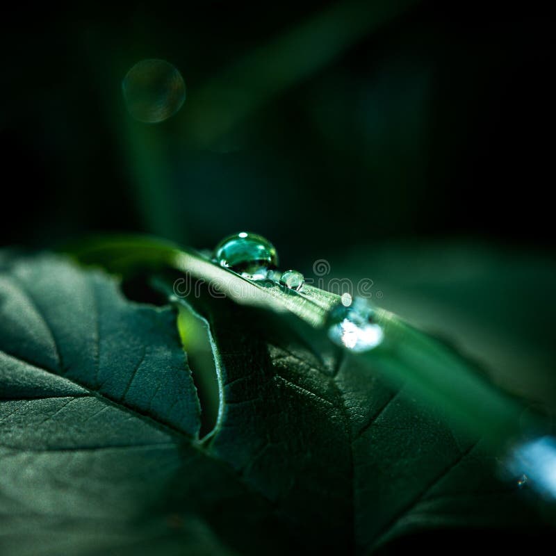 Selective Closeup Focus Shot of a Crystal Raindrop on a Green Leave ...