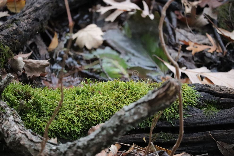 Selective Closeup Focus of Tree Logs Covered with Moss in an Autumn ...