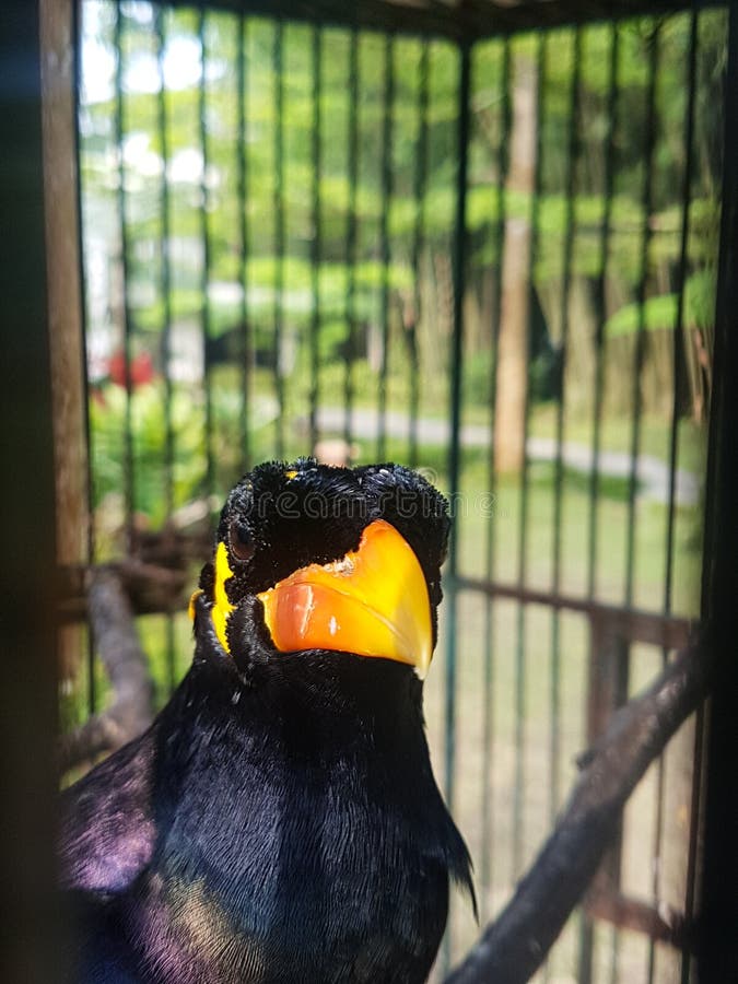 Selective Closeup of a Myna Talking Bird in a Cage in a Zoo Stock Photo ...