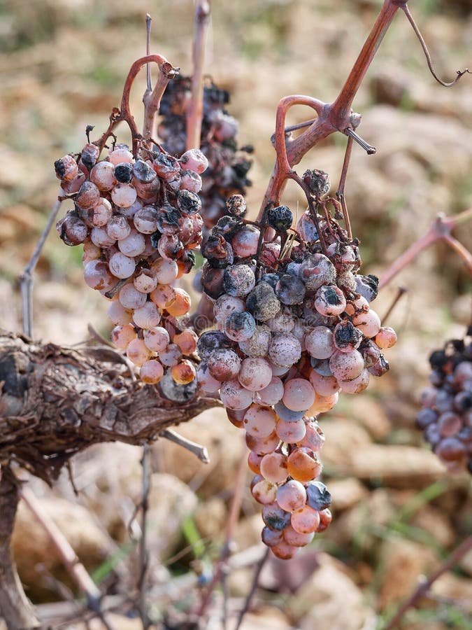 538 Rotten Grape Stock Photos - Free & Royalty-Free Stock Photos from ...