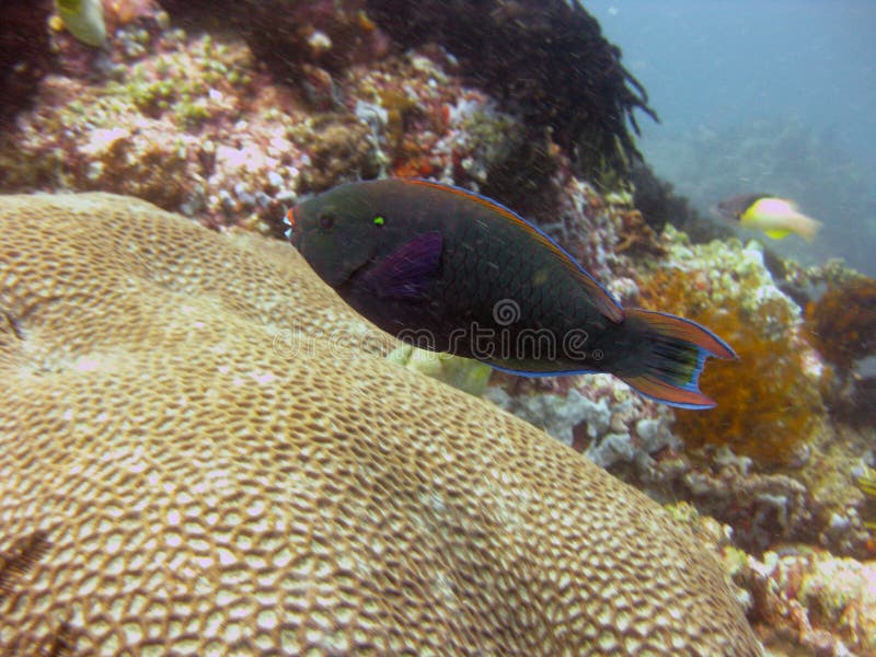 Coral Reef Drawing Outline Stock Photos - Free & Royalty-Free Stock ...