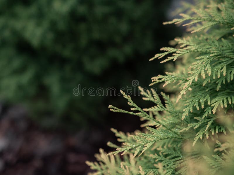 Selective Closeup Shot of Green Cedar Tree Branches Stock Photo - Image ...