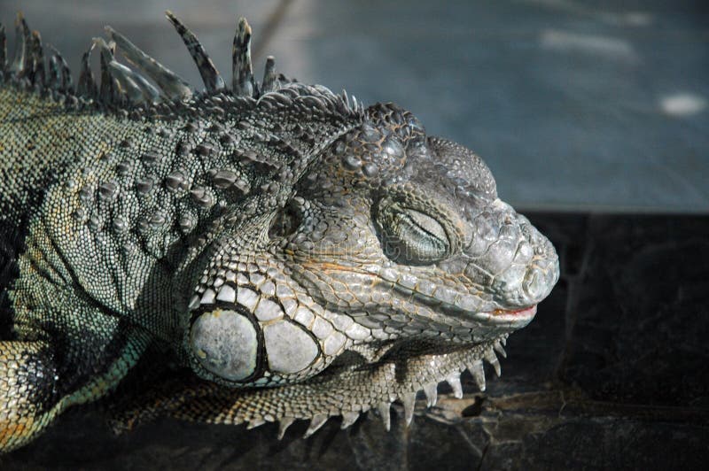 Gray iguana stock photo. Image of lagarto, iguana, wild - 19891044