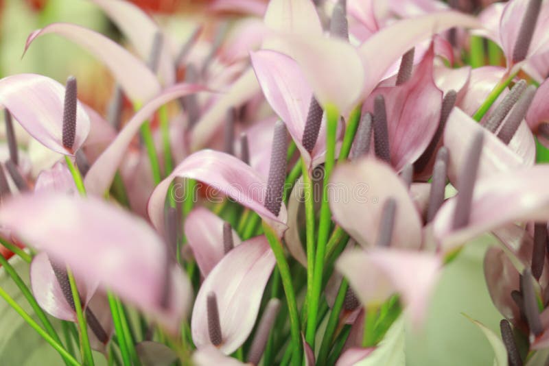 Selective Closeup Shot of Violet Calla Lilies Stock Image - Image of ...