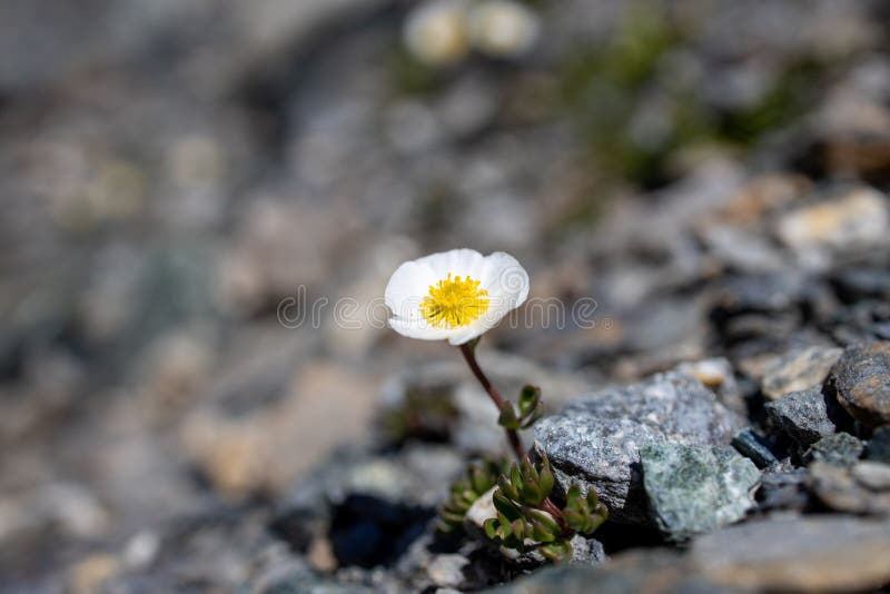 Selective Closeup of a Small Alpine Flower (Ranunculus Glacialis) Stock ...
