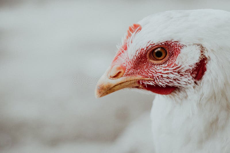 Selective Closeup of a White Hen Stock Image - Image of paddock, white ...