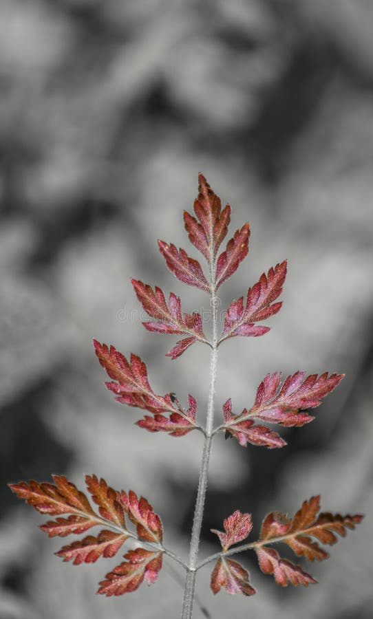 Selective Color, Abstract Shot of a Leaf with Black and White ...