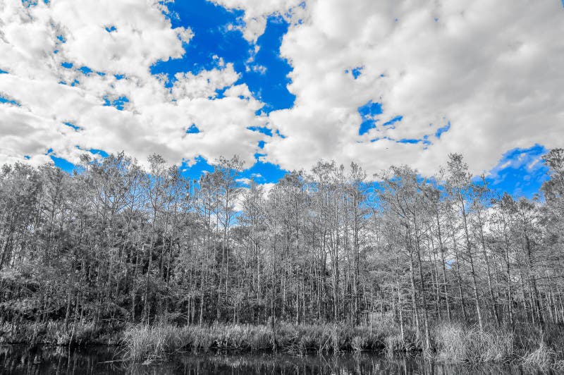 Selective color marsh stock image. Image of grass, mysterious - 107598271