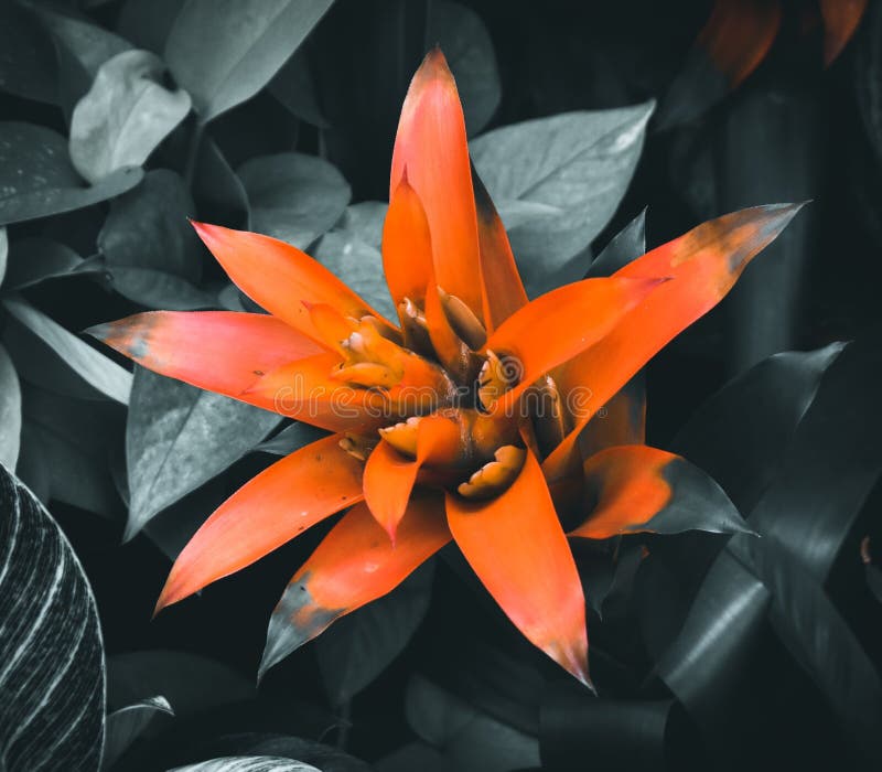 Selective Color of an Orange Bromelia Flower with Grayscale Leaves in ...