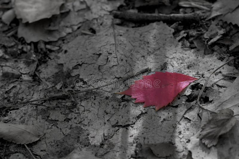 Selective Color of a Red Fallen Leaf on a Ground Covered in Foliage in ...