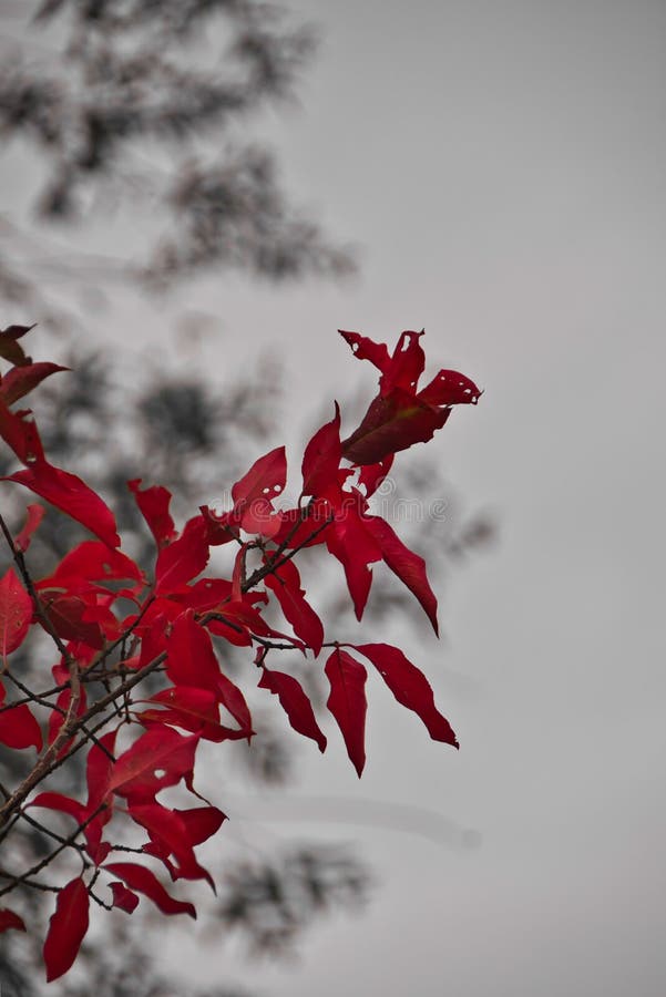 Selective Color of Red Leaves on a Branch with Grayscale Tree and Sky ...