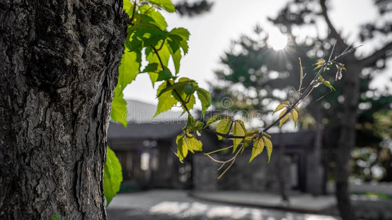 Selective Color Shot of a Tree with Green Leaves Stock Image - Image of ...