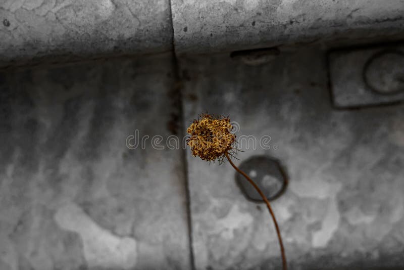 Selective Color Shot of a Yellow-orange Strawflower Stock Photo - Image ...