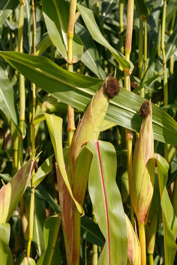 Selective Corn Cob Focus, Corn Pods in an Organic Field Stock Photo ...