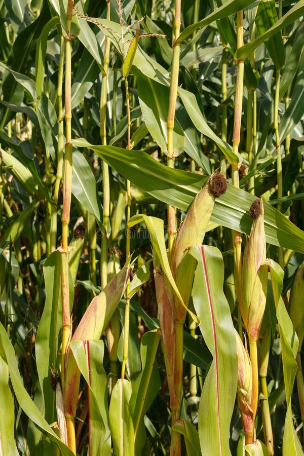 Selective Corn Cob Focus, Corn Pods in an Organic Field Stock Photo ...