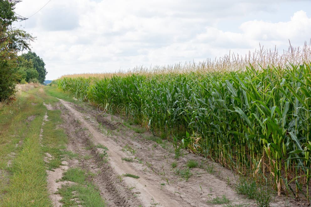 Selective Corn Cob Focus, Corn Pods in an Organic Field Stock Photo ...