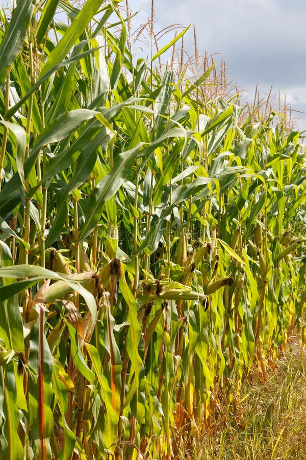 Selective Corn Cob Focus, Corn Pods in an Organic Field Stock Photo ...