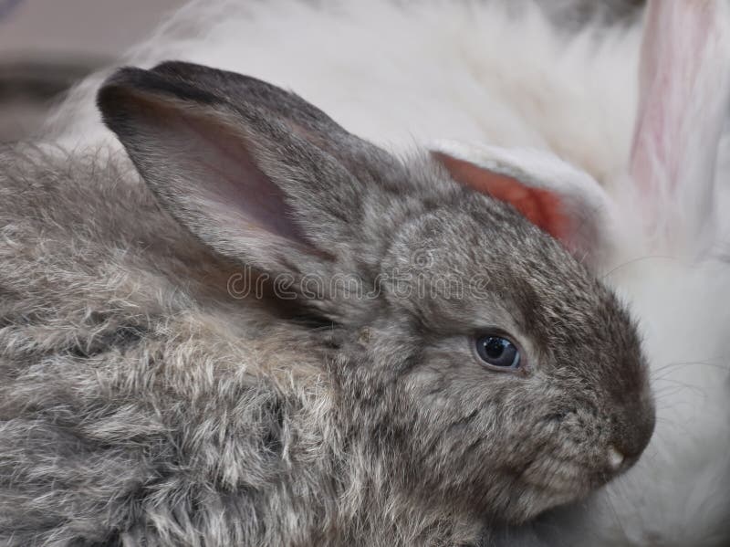 Selective of Cute Small Bunnies Stock Photo - Image of little, rabbit ...