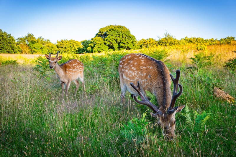 Selective of Deer in Knole Park, Kent Stock Photo - Image of majestic ...