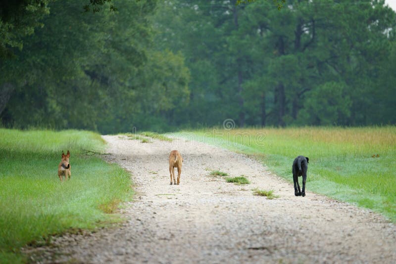 Selective of Dogs Walking on the Path in a Park Stock Photo - Image of ...