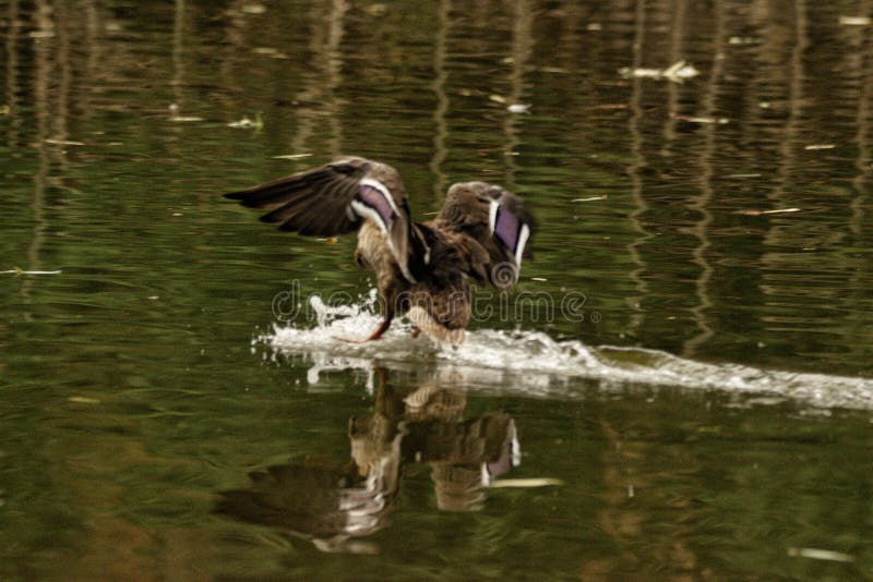 Selective of a Duck Catching Fish on a Flight Stock Image - Image of ...