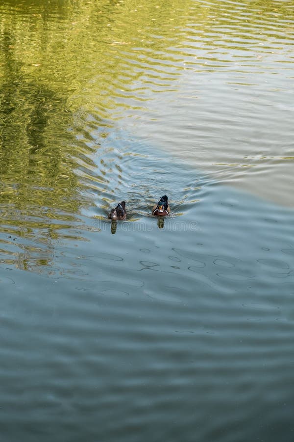 Selective of Ducks in a Lake Stock Image - Image of animal, reflection ...