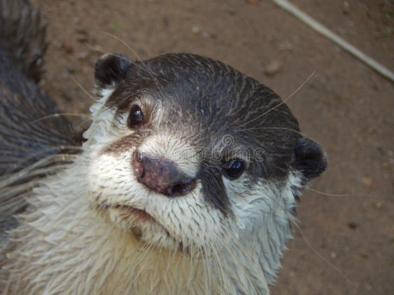 Selective of a Eurasian Otter (Lutra Lutra) Stock Image - Image of ...