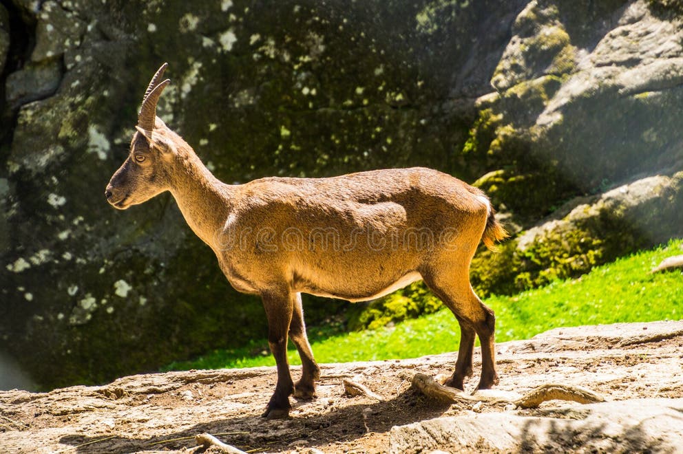 Selective of a Female Ibex in Greenery Stock Photo - Image of ...
