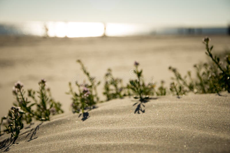 Selective of Flowers Growing on a Sandy Beach in the Morning Stock ...
