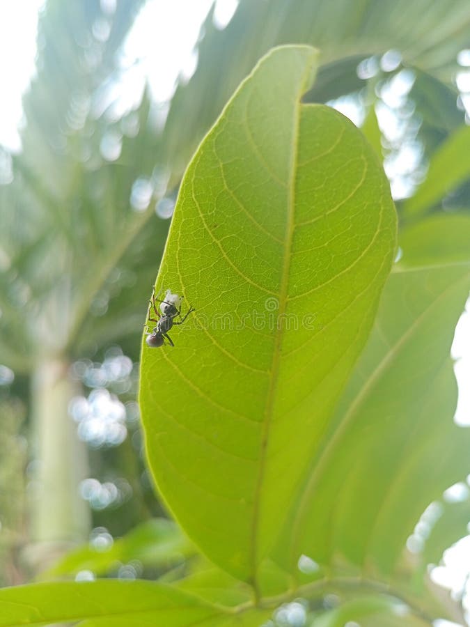 Selective Focus of Animal on Leaf. Lay Flat Stock Image - Image of ...