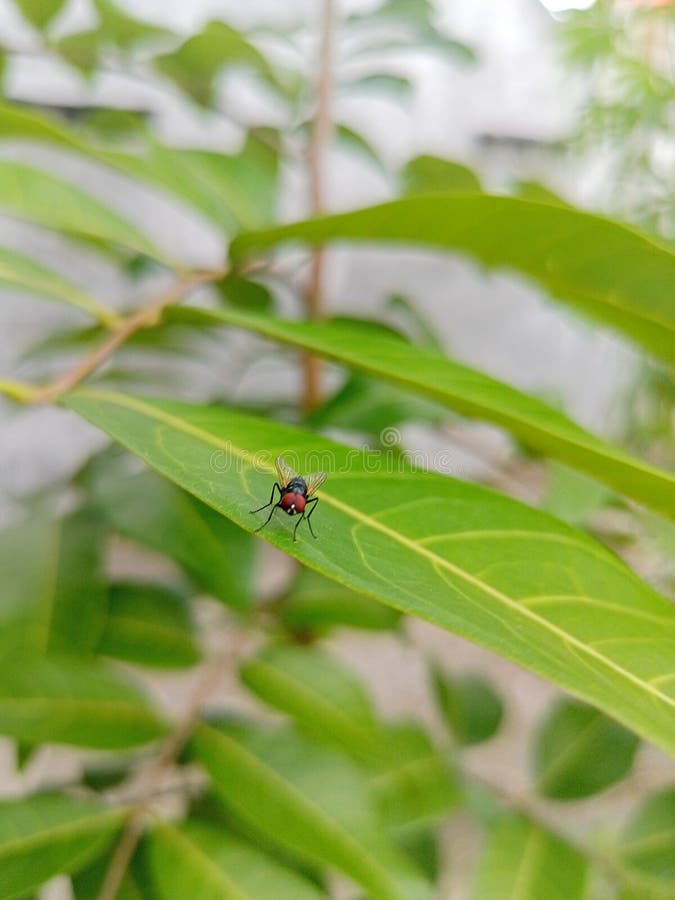 Selective Focus of Animal on Leaf. Lay Flat Stock Photo - Image of ...