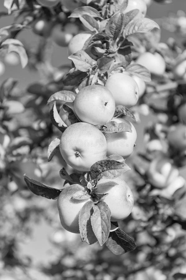 Selective Focus of Apple Fruit Horticulture in Orchard. Apple Fruit ...