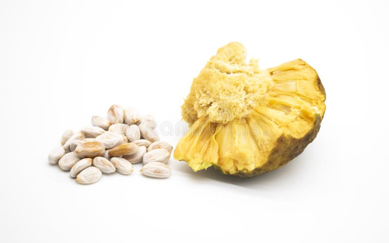 Selective Focus, Artocarpus Lacucha Fruit or Monkey Fruit, or Monkey ...